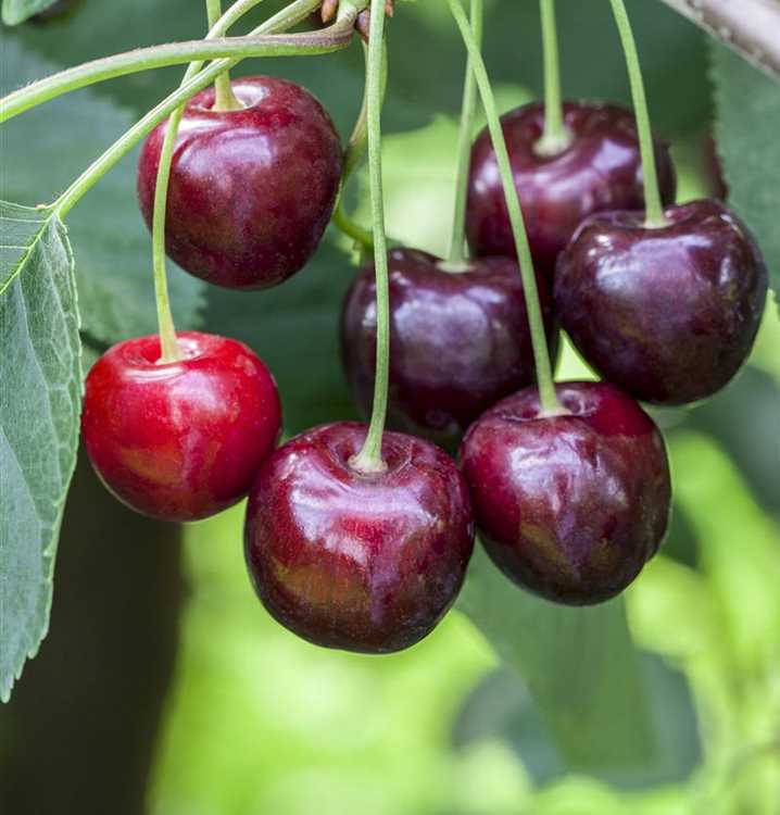 Kirsche verschiedene Sorten