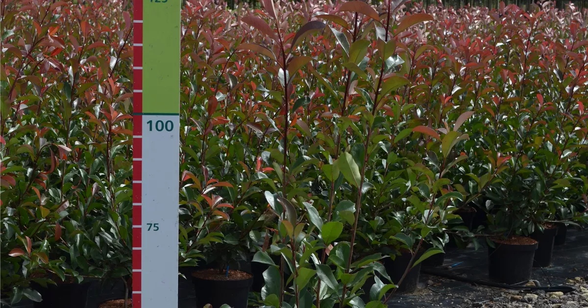 Glanzmispel 'Red Robin'